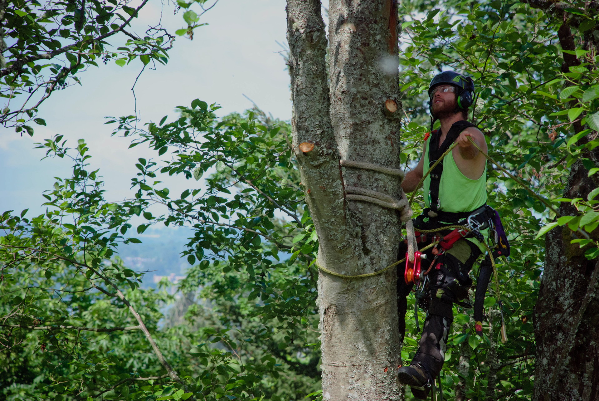 About – Blue Ribbon Tree & Landscape Specialists, Inc.